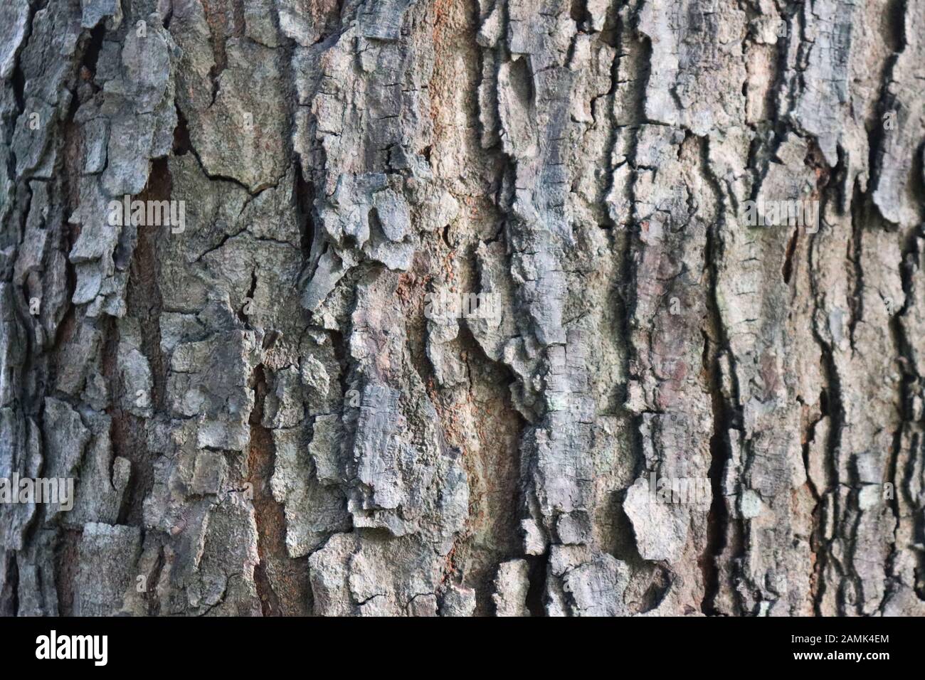 Tree Texture Seamless