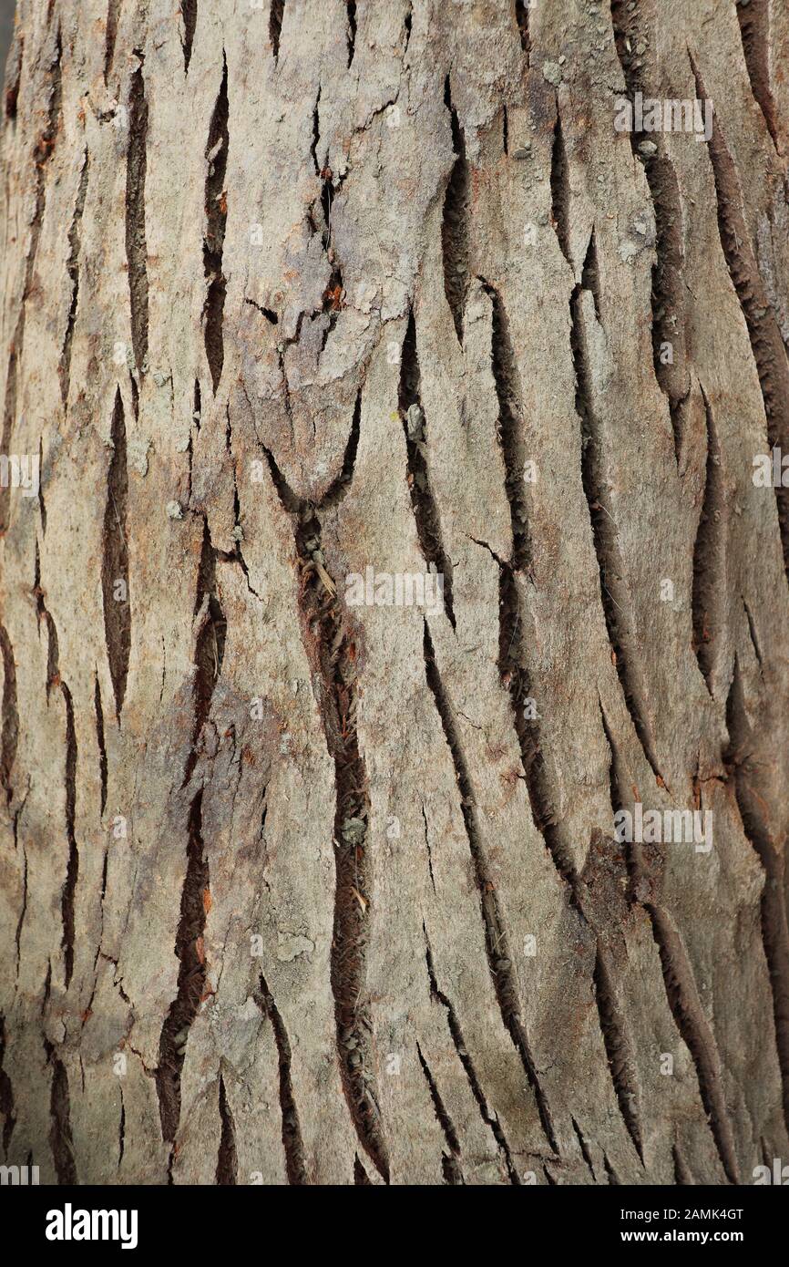 Brown bark of a tree. Dry tree bark texture background Stock Photo - Alamy