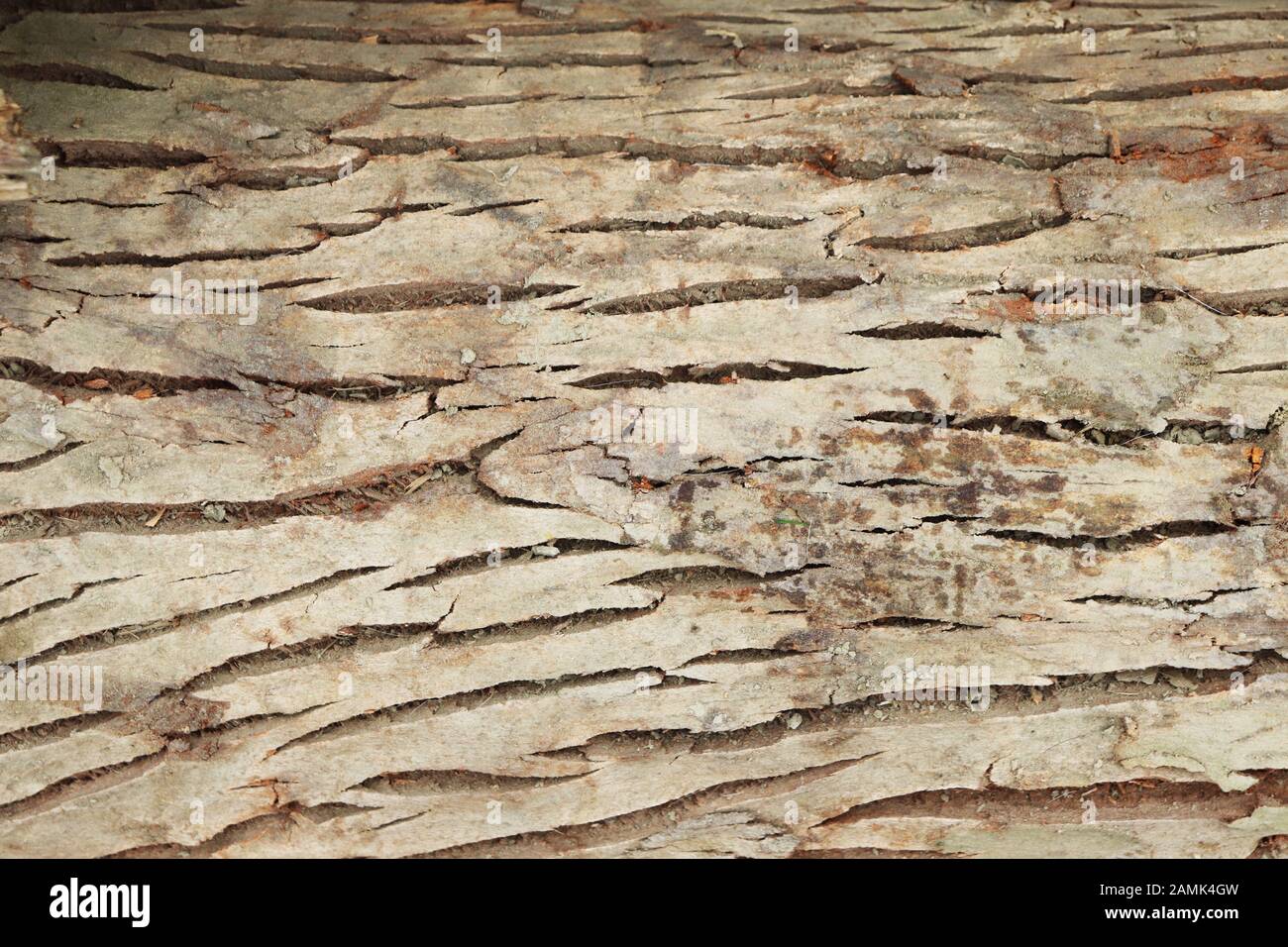 Seamless tree bark texture. Dry tree bark texture background Stock ...