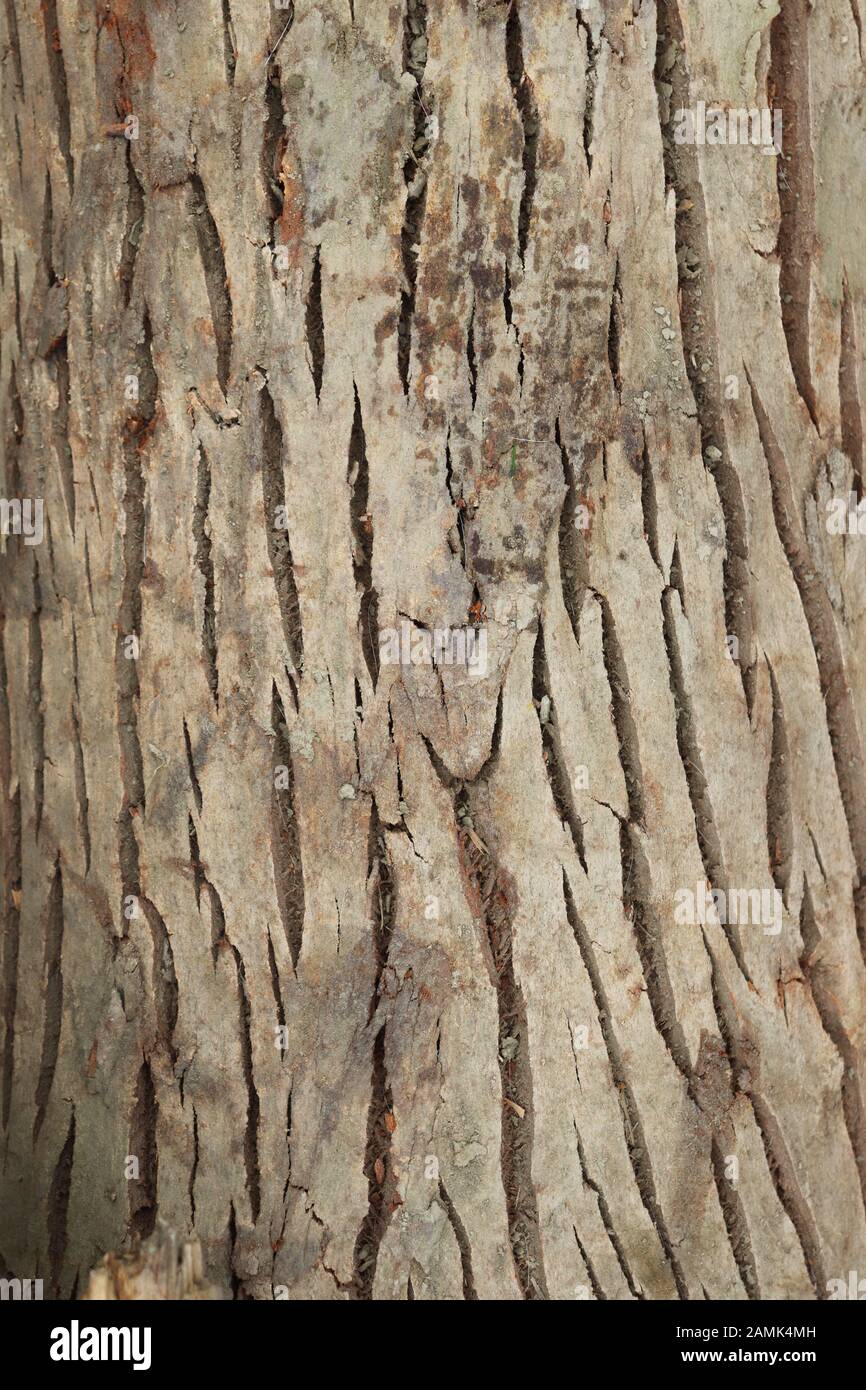 Seamless tree bark texture. Tree bark texture background Stock Photo ...