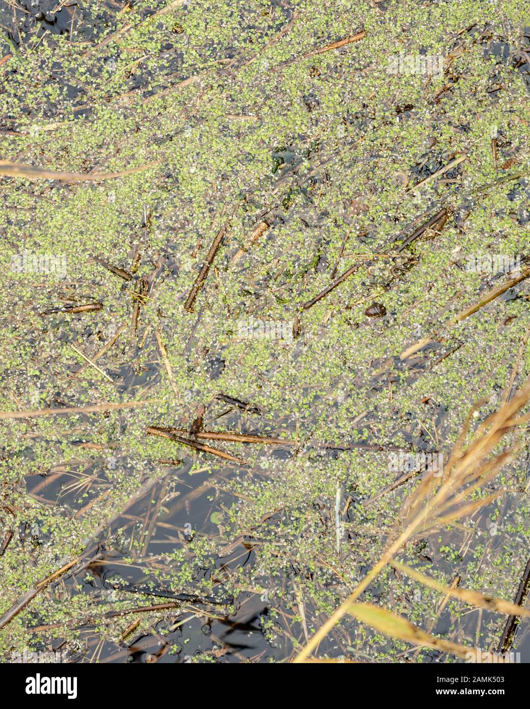 Motionless water hi-res stock photography and images - Alamy