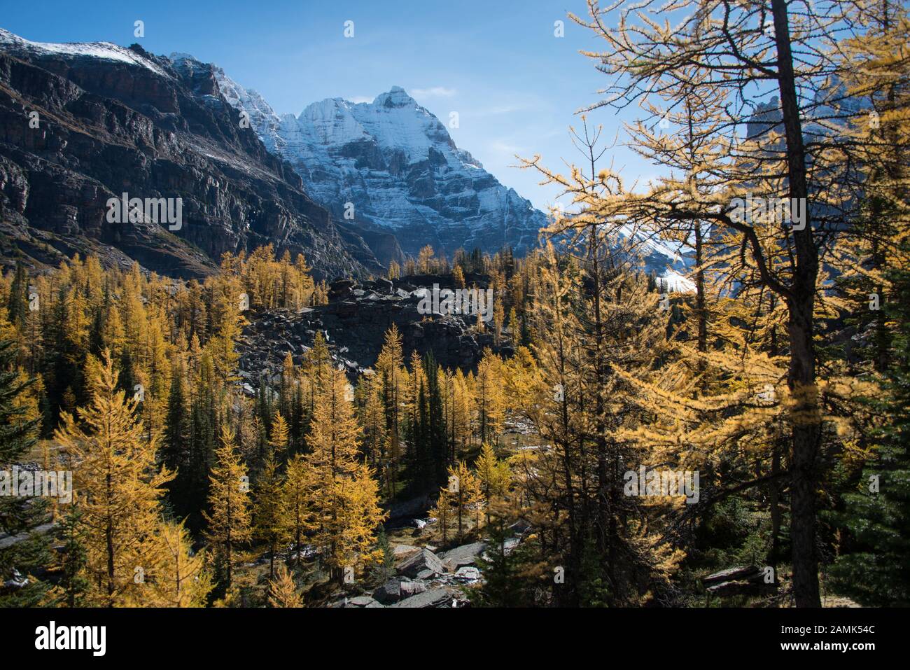 Autumn Larch Trees in Lake O'Hara Yoho National Park, Canada Stock ...