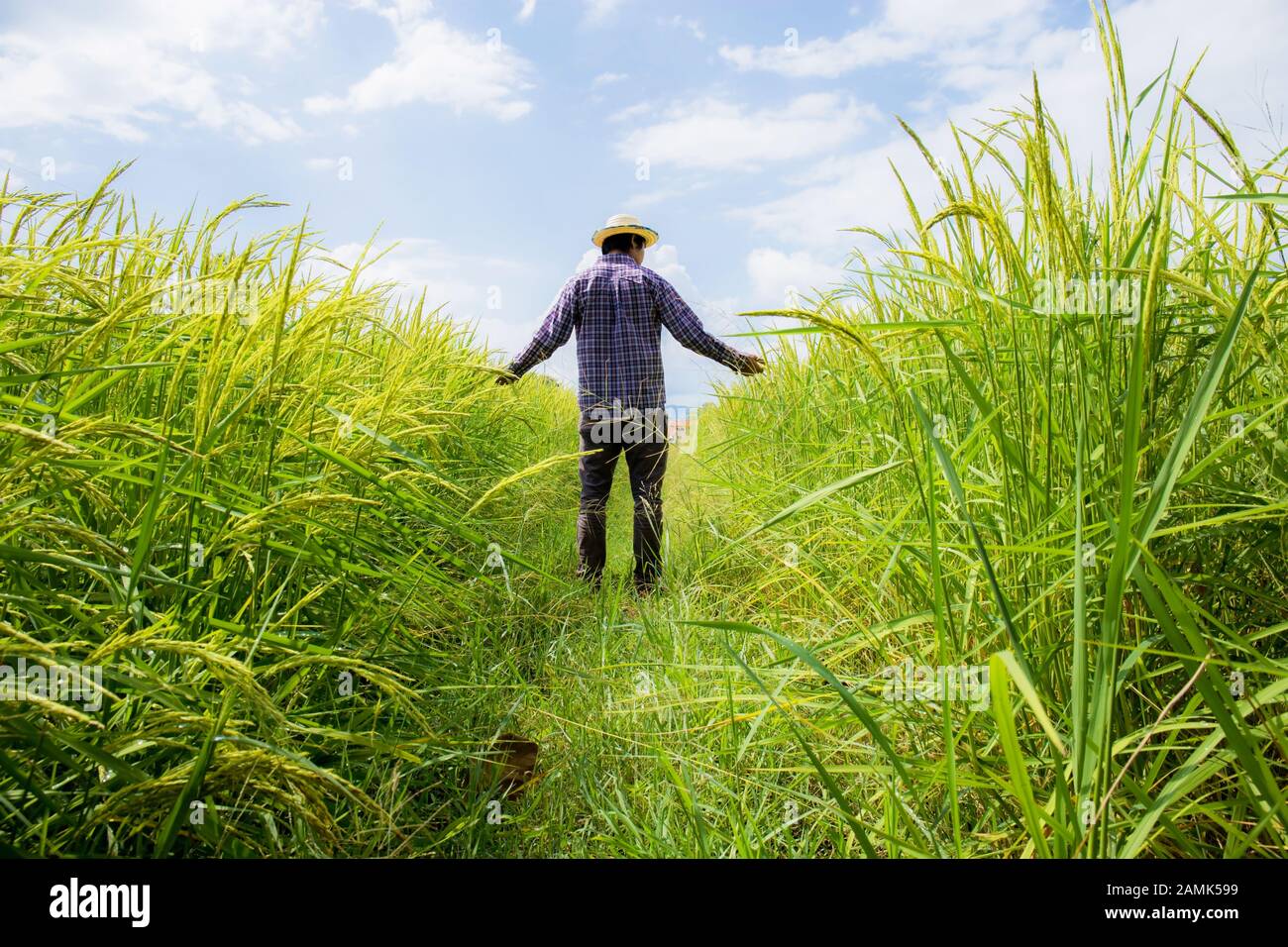 Farmer in rice field with sunlight at the blue sky Stock Photo - Alamy