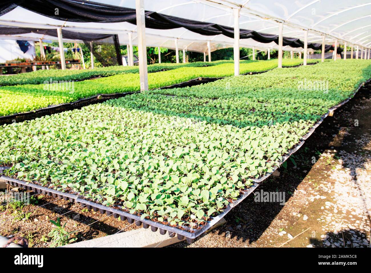 Greenhouse of organic vegetable in farm with sunlight Stock Photo - Alamy