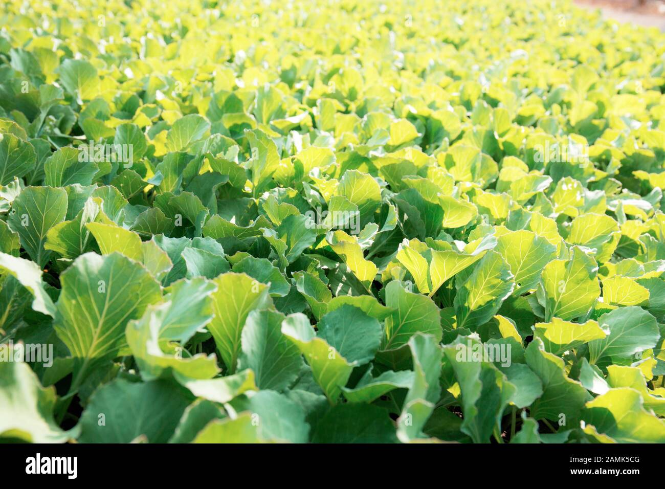 Organic vegetable in farm at sunlight with background Stock Photo - Alamy