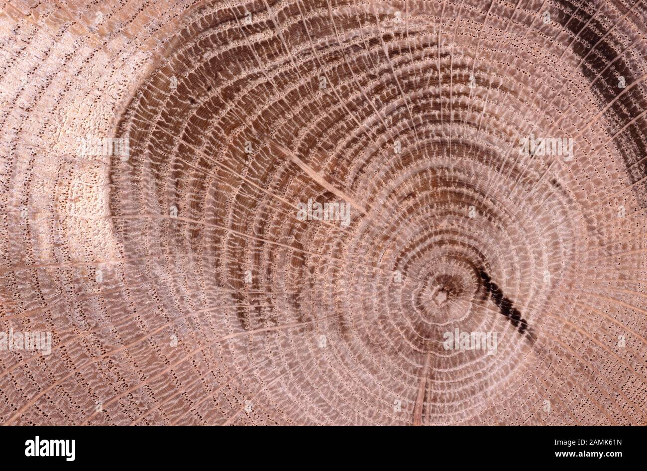 Irregular shape wood slab with bark and tree growth rings, isolated ...