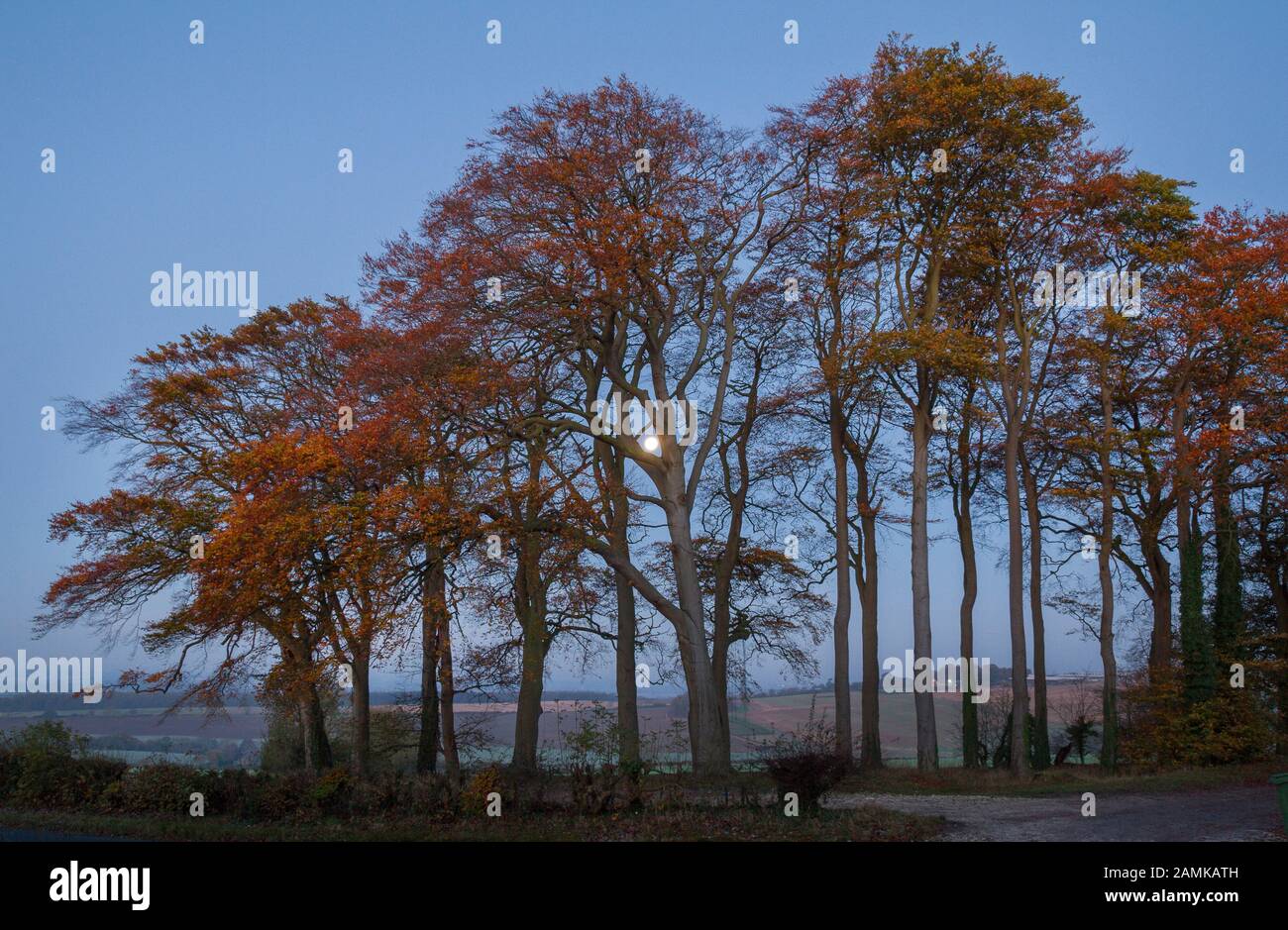 Beech Trees and Full Moon Stock Photo - Alamy