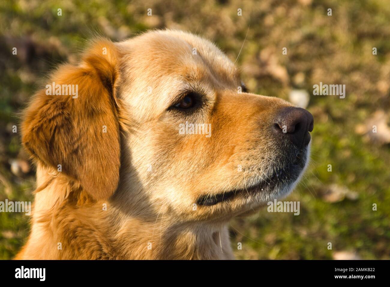 Golden retriever head studio hi-res stock photography and images - Alamy