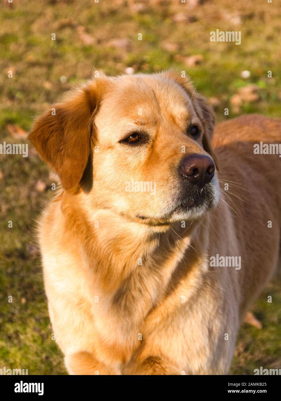 Golden lab retriever hi-res stock photography and images - Alamy