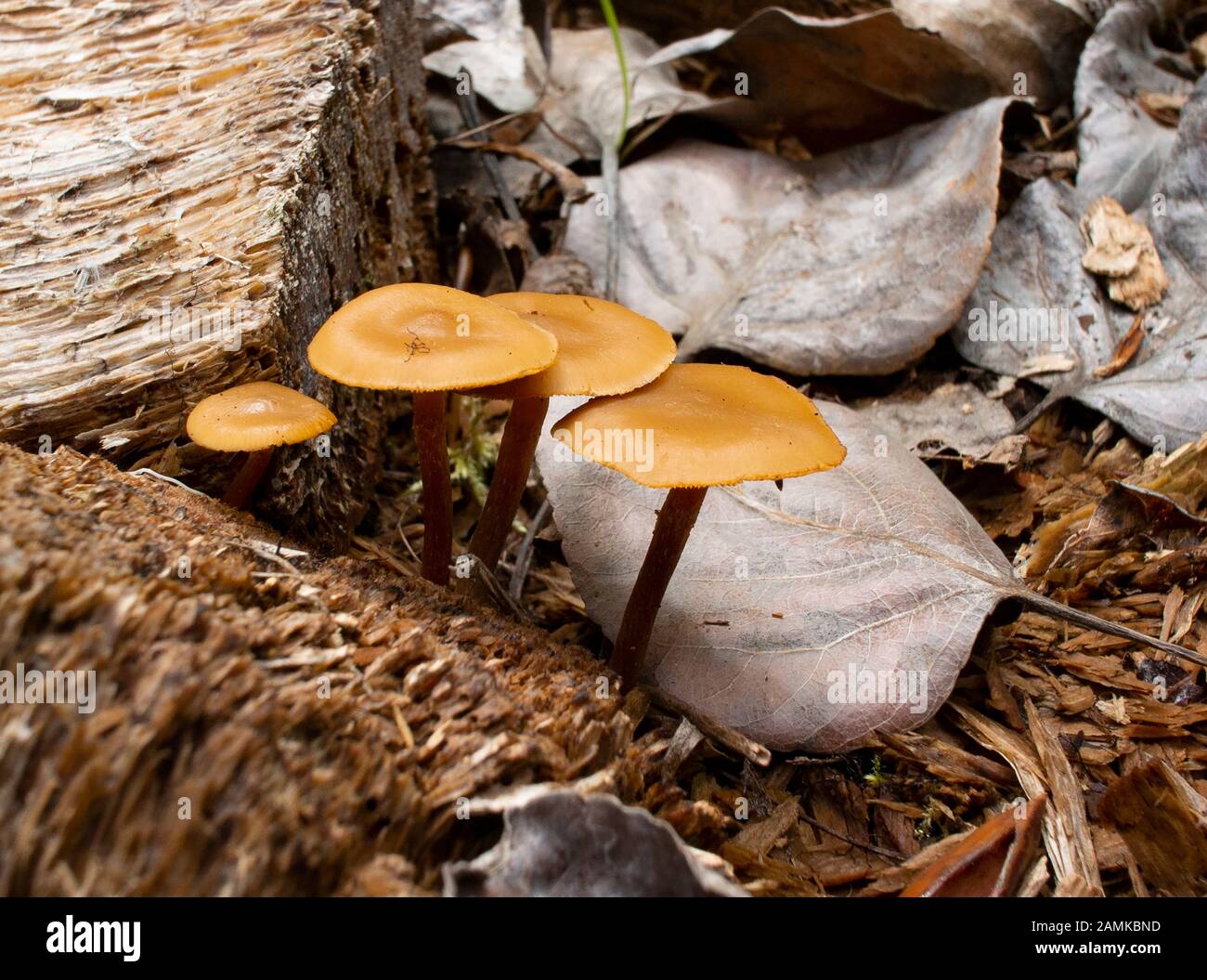 Conifer Woodtuft Mushroom growing in dead wood debris, in a wooded area ...