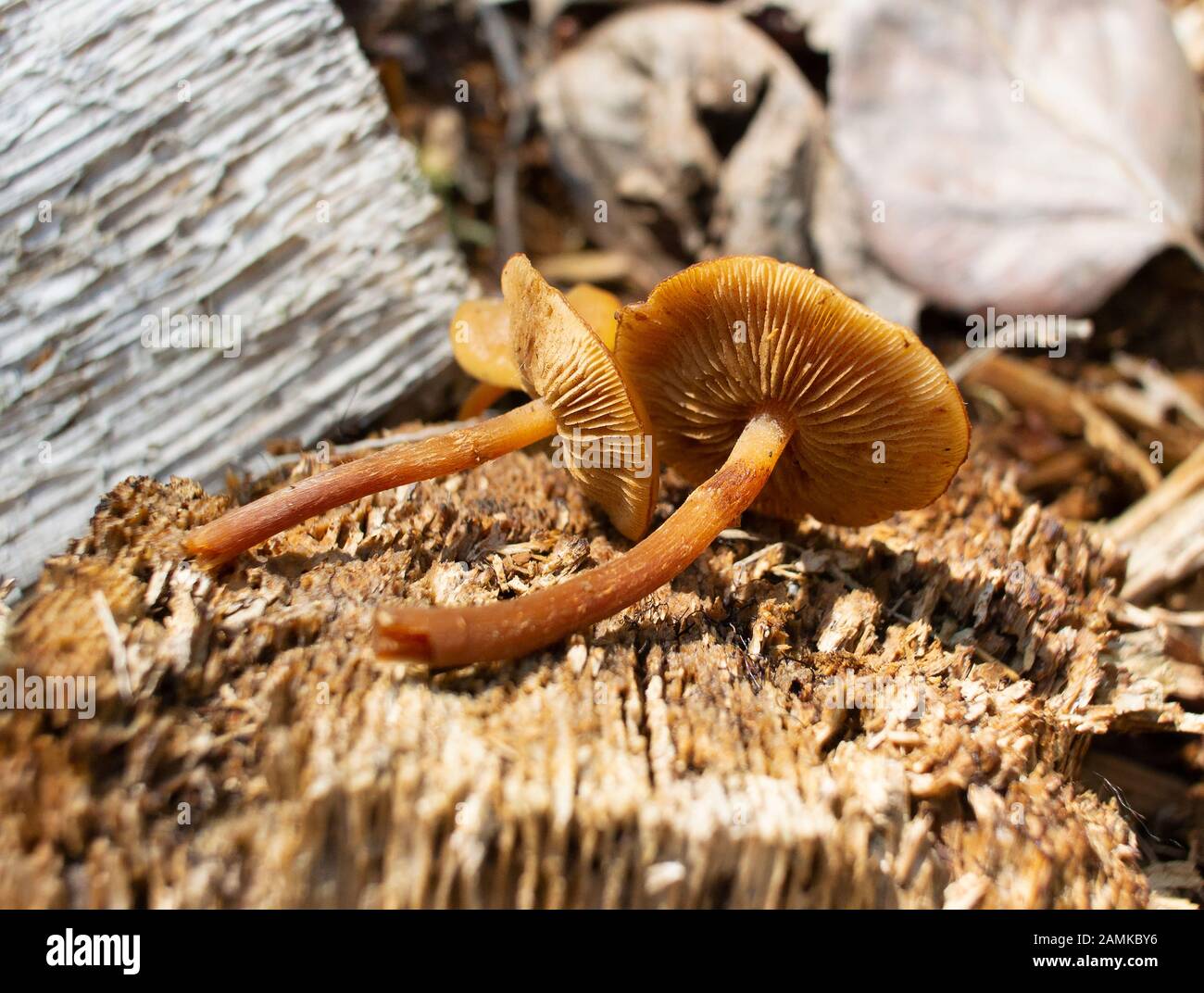 Conifer Woodtuft Mushroom growing in dead wood debris, in a wooded area ...