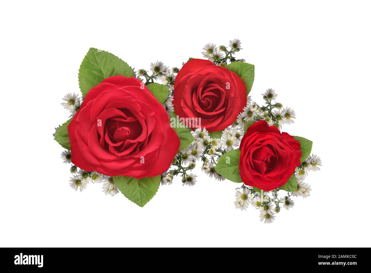 Red roses isolated over white background Stock Photo - Alamy