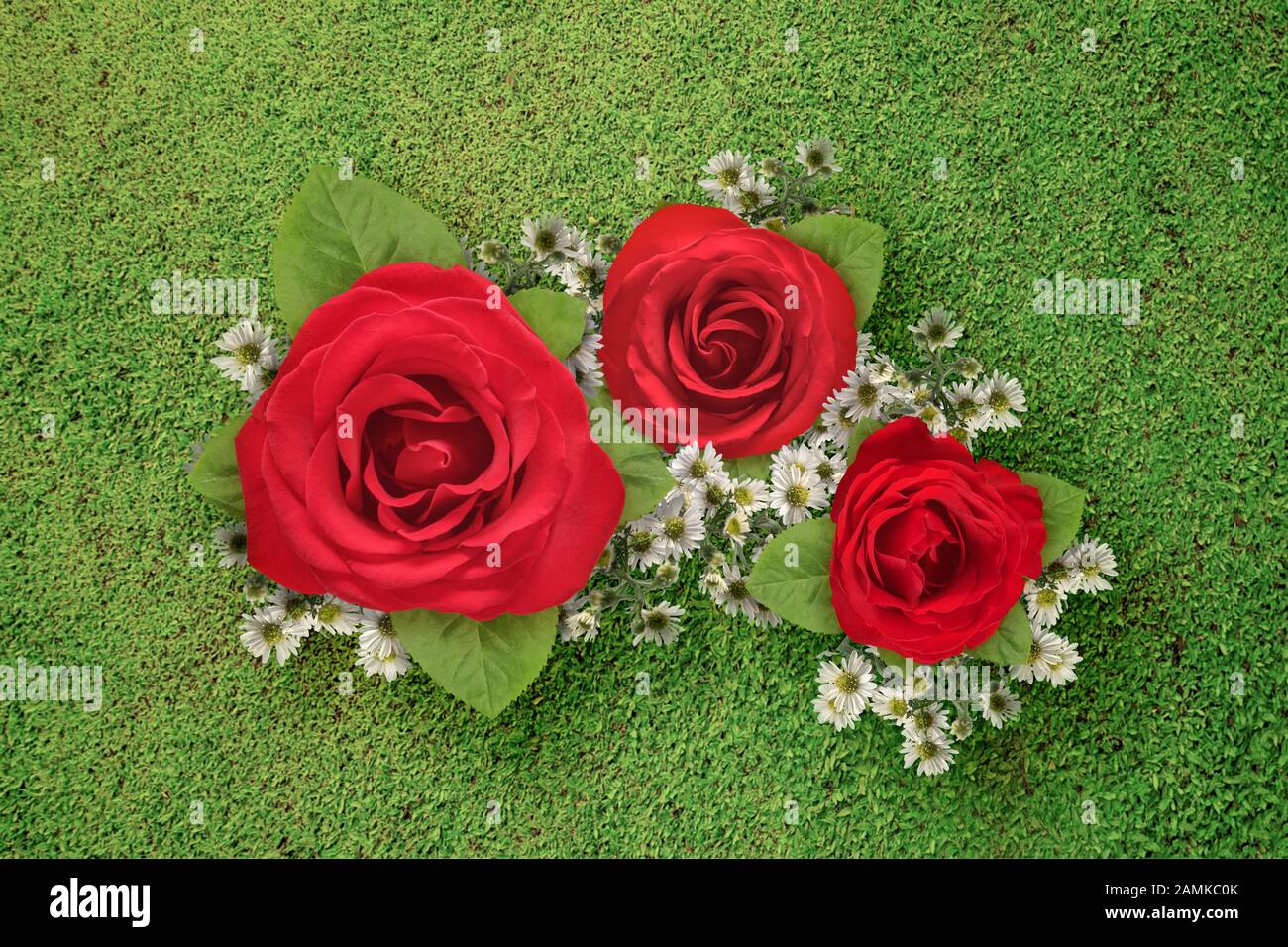 Red roses with green grass background. Valentines day Stock Photo - Alamy