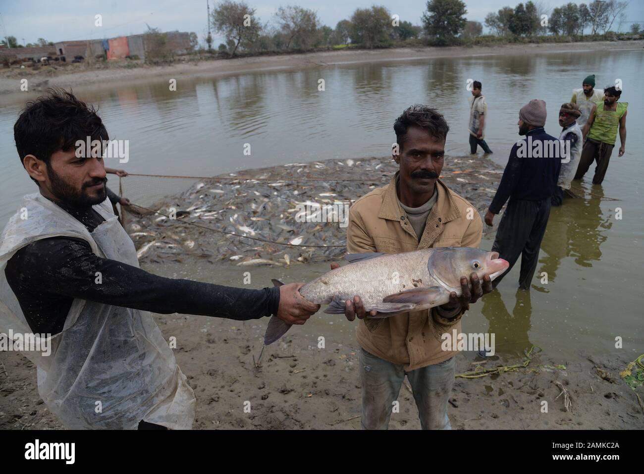 Pakistani fisherman catching fishes with net from fresh water in a ...