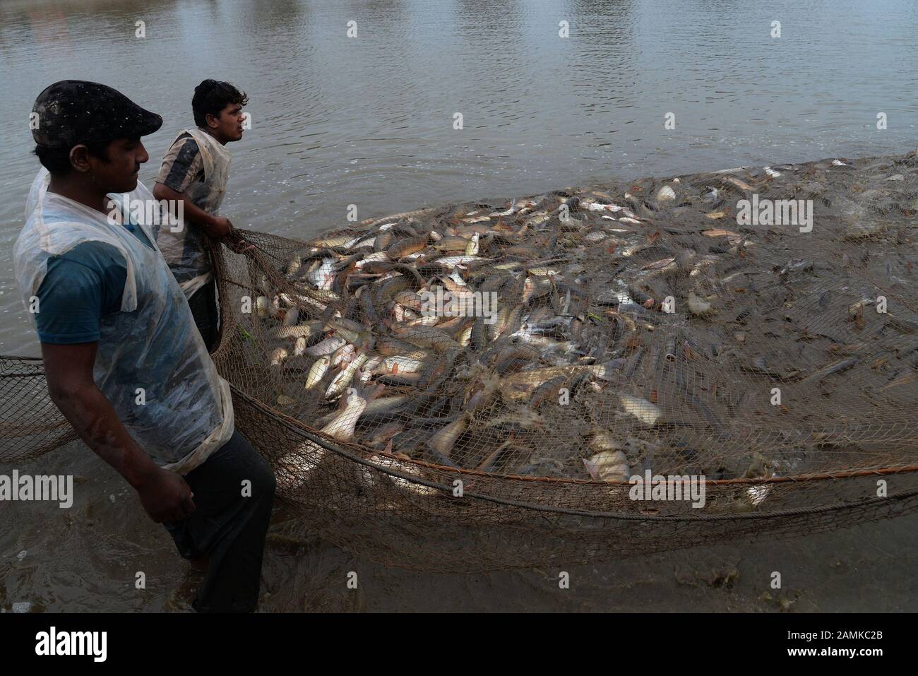 Pakistani fisherman catching fishes with net from fresh water in a ...