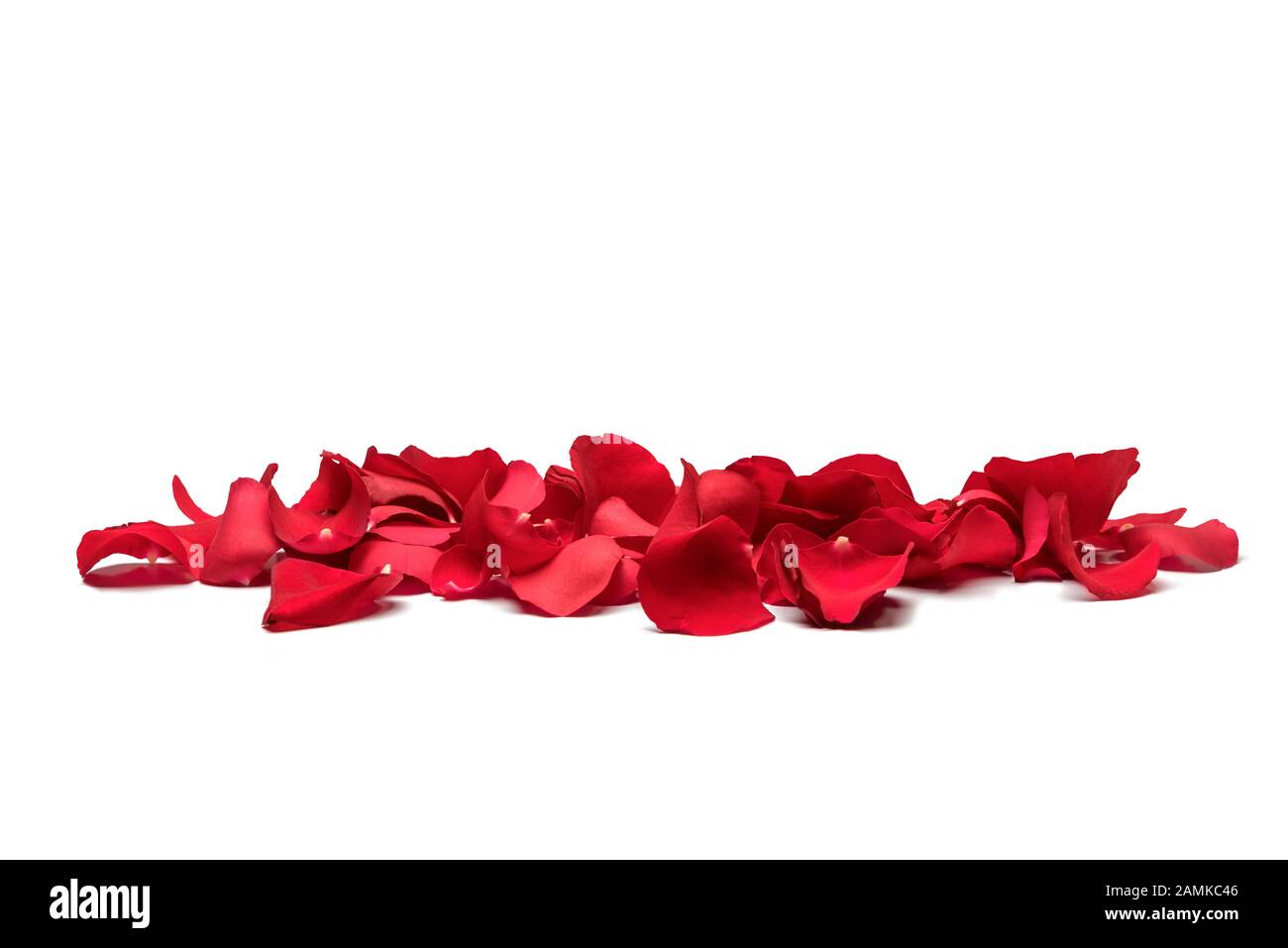 Red rose petals isolated over white background Stock Photo - Alamy