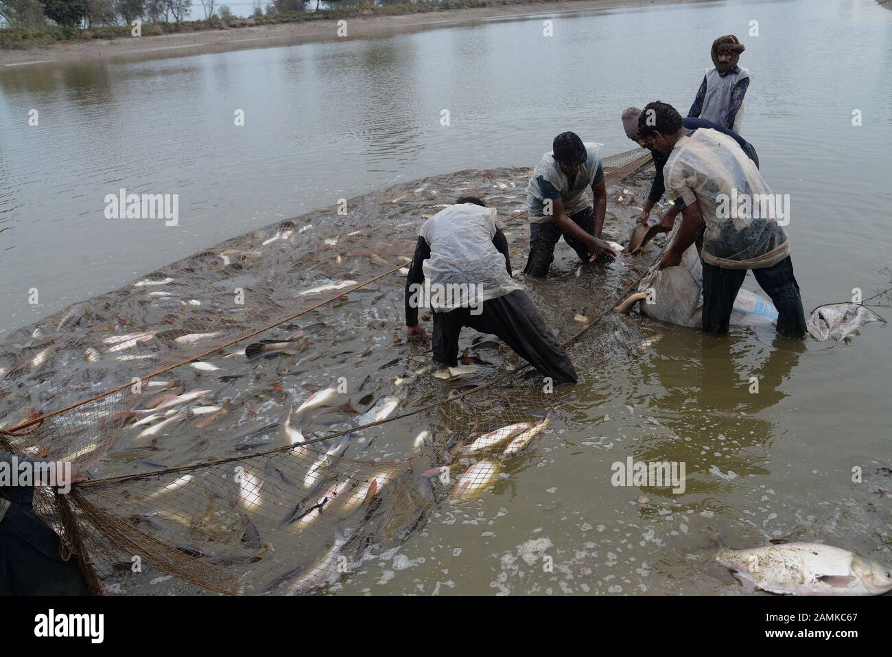 Pakistani fisherman catching fishes with net from fresh water in a ...