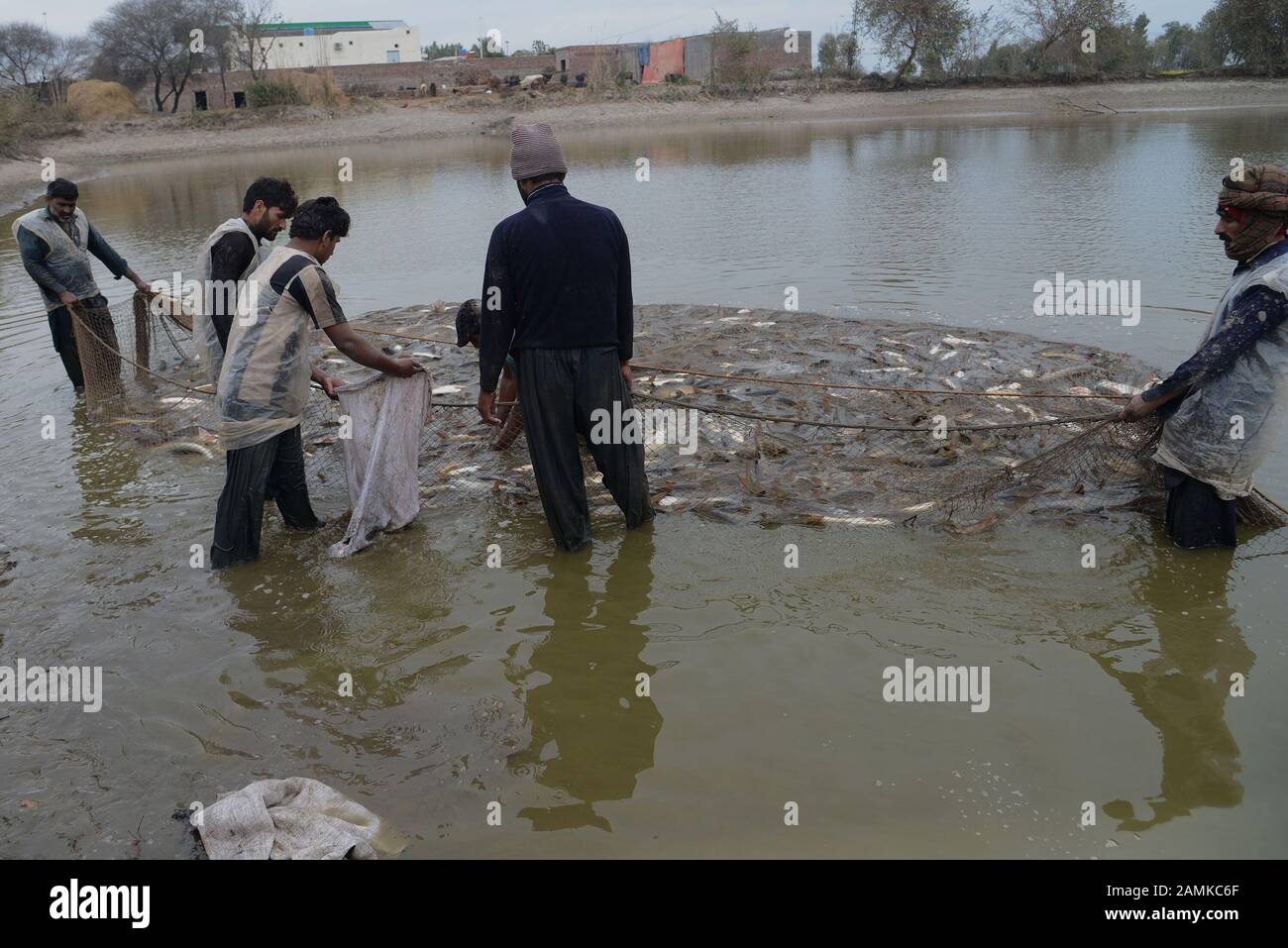 Pakistani fisherman catching fishes with net from fresh water in a ...
