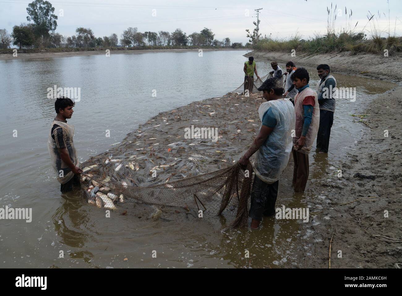 Pakistani fisherman catching fishes with net from fresh water in a ...