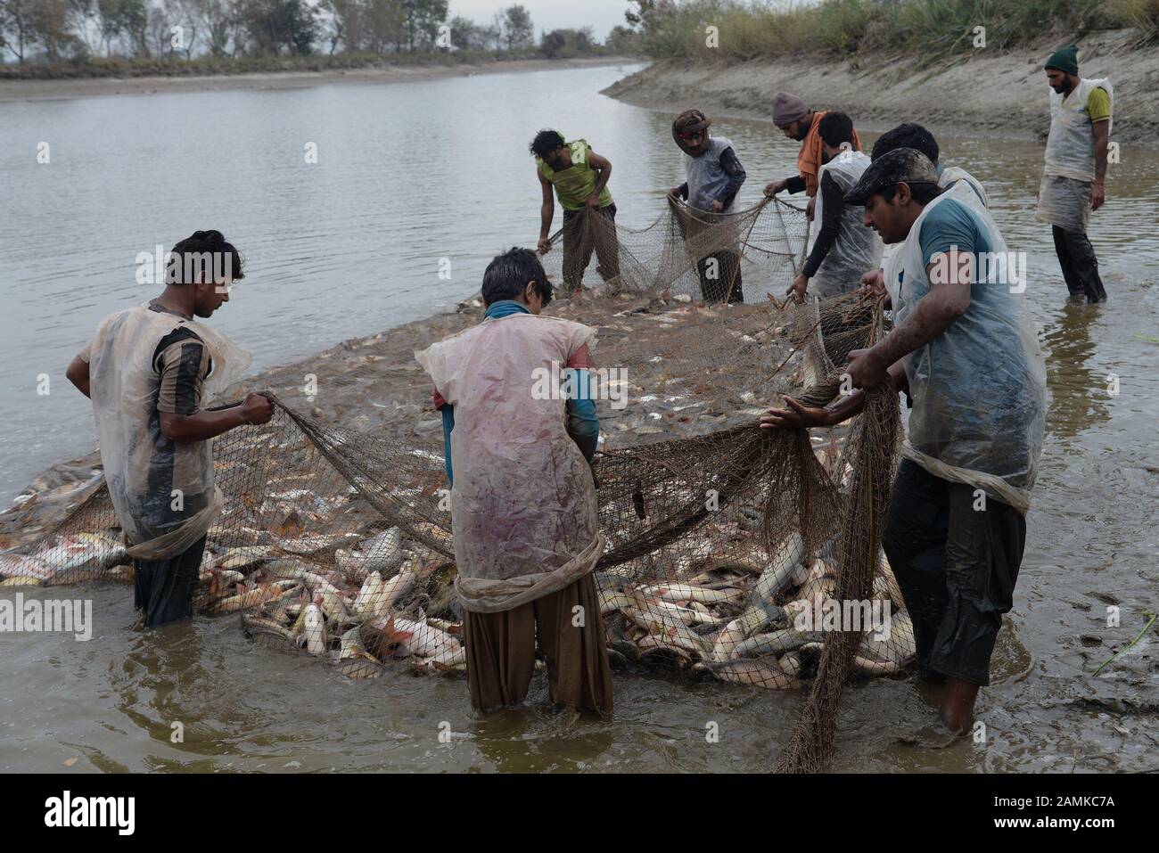 Pakistani fisherman catching fishes with net from fresh water in a ...