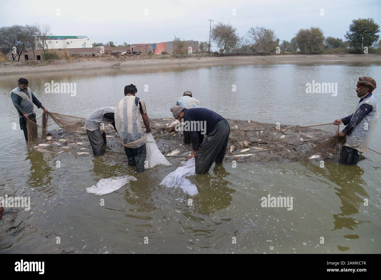 Pakistani fisherman catching fishes with net from fresh water in a ...