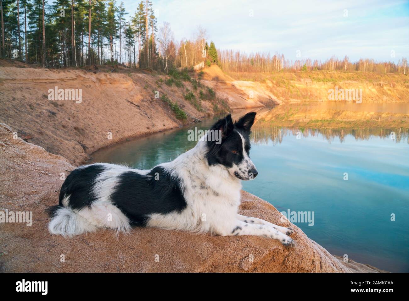 The dog looks into the distance on the Bank of a sand quarry Stock ...