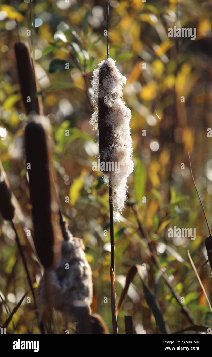 Typha latifolia flower hi-res stock photography and images - Alamy
