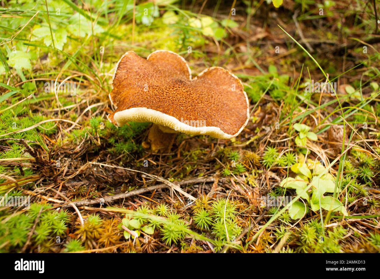 Fuzzy mushroom cap hi-res stock photography and images - Alamy