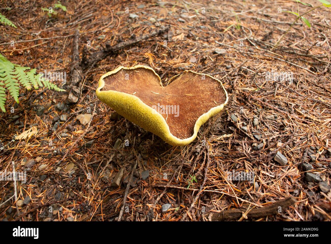 Fuzzy mushroom cap hi-res stock photography and images - Alamy