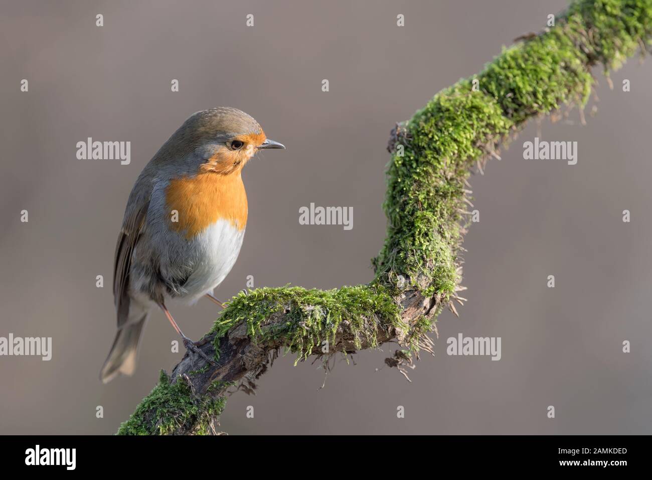 The Red robin on branch (Erithacus rubecula Stock Photo - Alamy