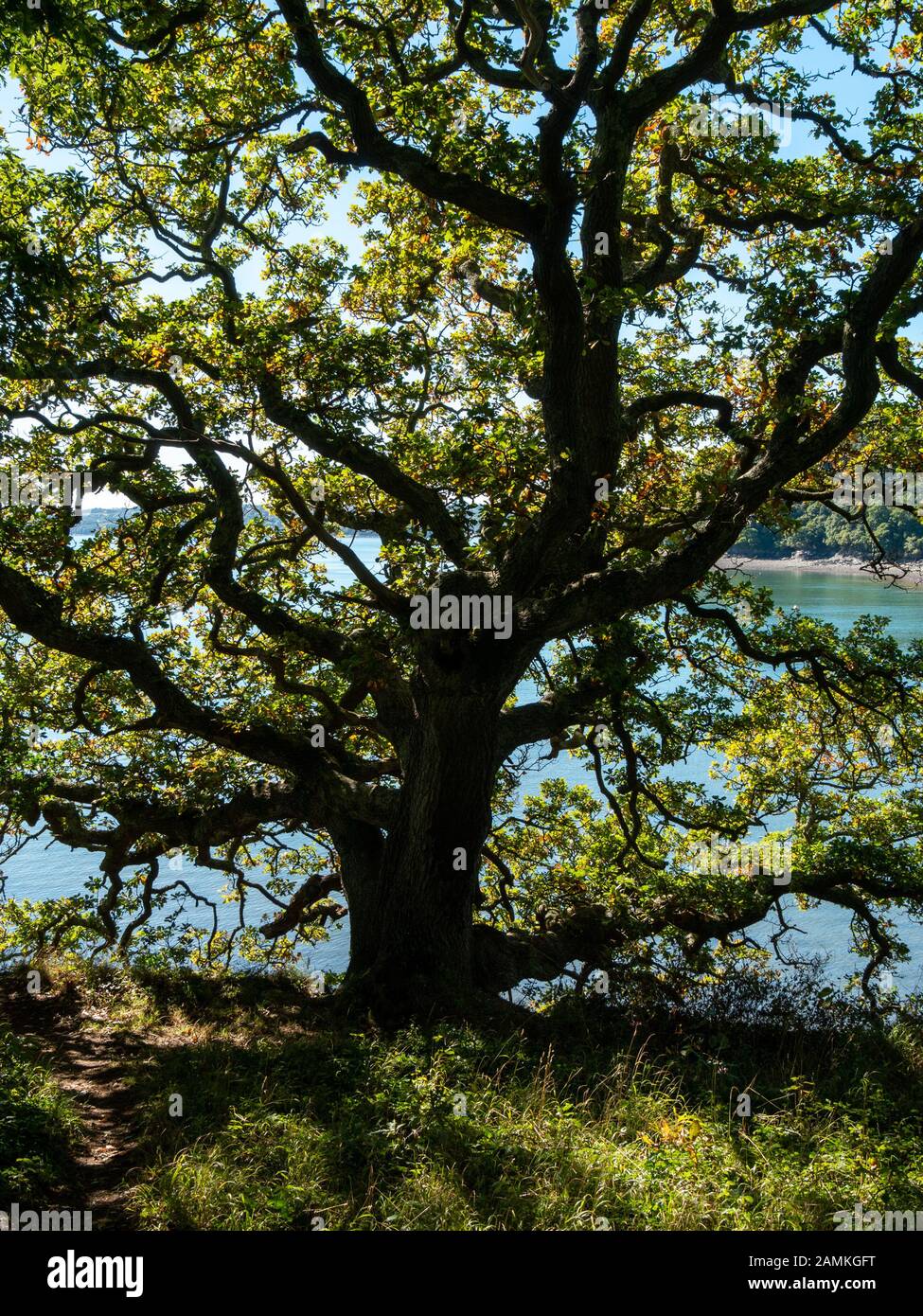 Oak tree uk september hi-res stock photography and images - Alamy