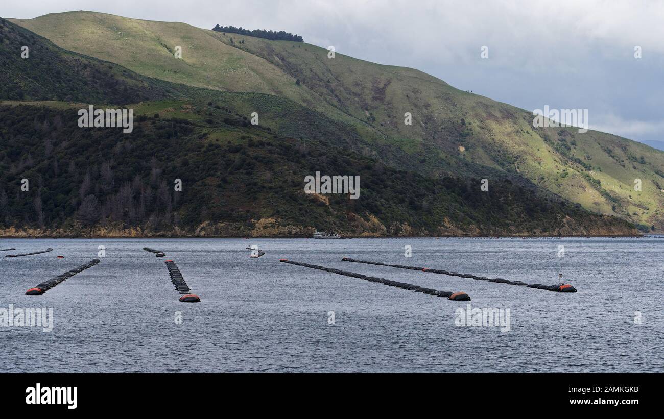 One of many green lipped mussel farms with lines of mussel floats in ...
