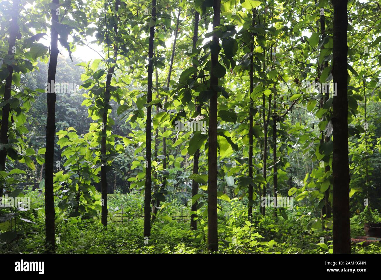 Beautiful green forest. Natural green trees backgrounds Stock Photo - Alamy