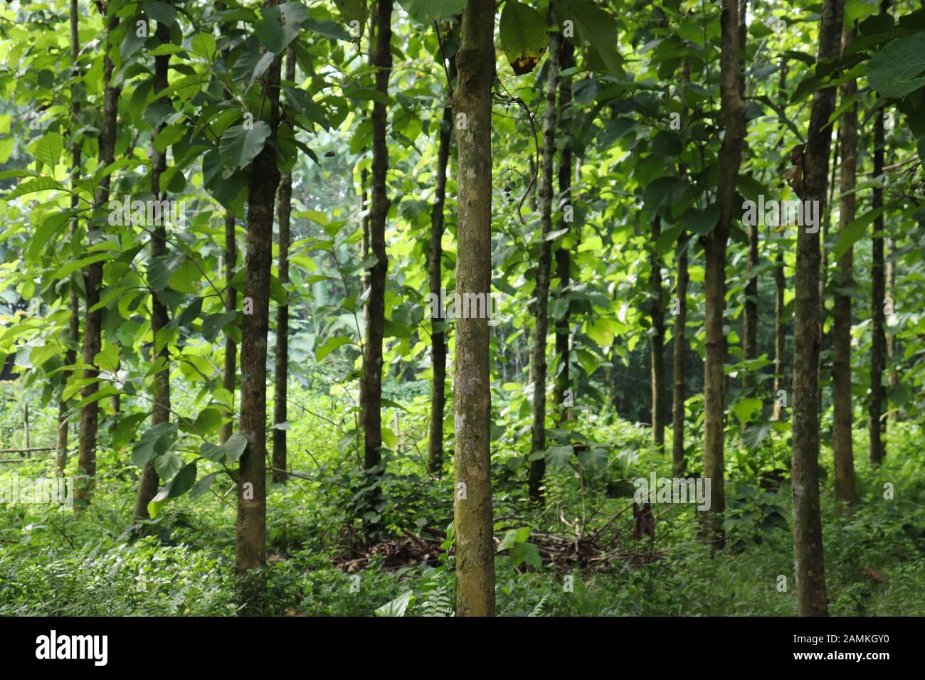 Nature green trees backgrounds. Beautiful green forest Stock Photo - Alamy