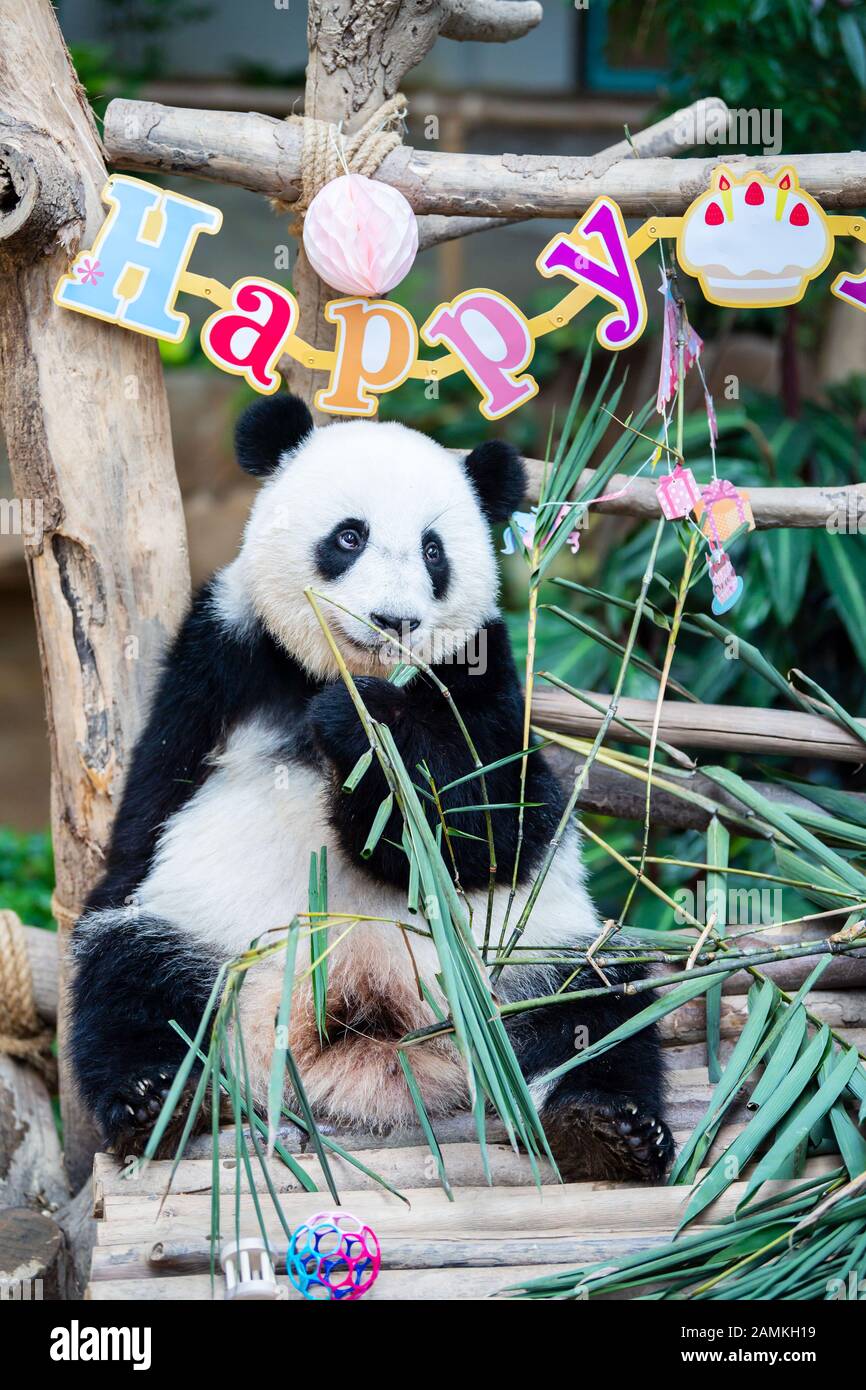 Kuala Lumpur, Malaysia. 14th Jan, 2020. Giant panda Yi Yi enjoys the ...