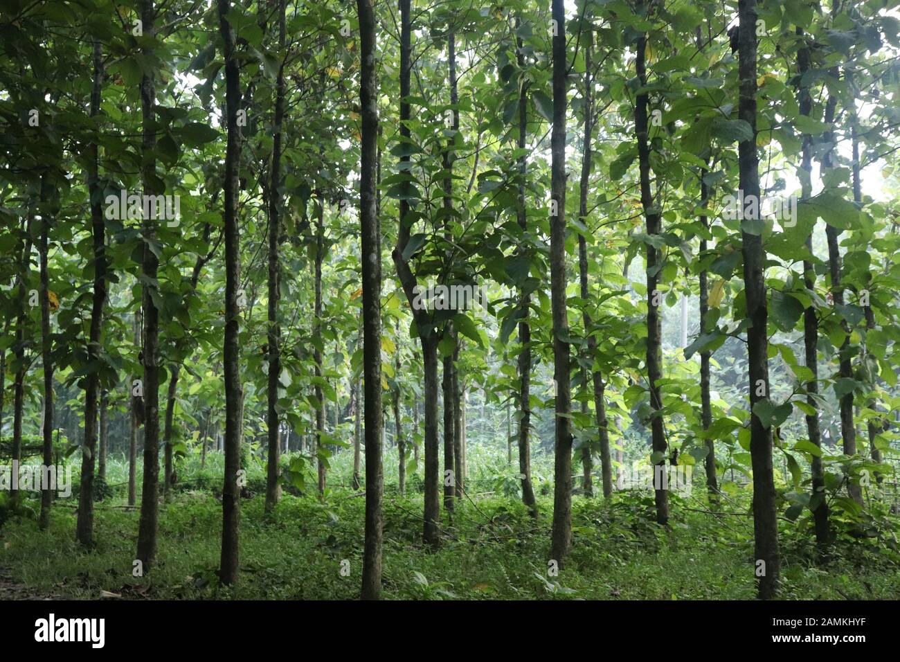 Forest backgrounds. Beautiful green forest trees backgrounds Stock ...