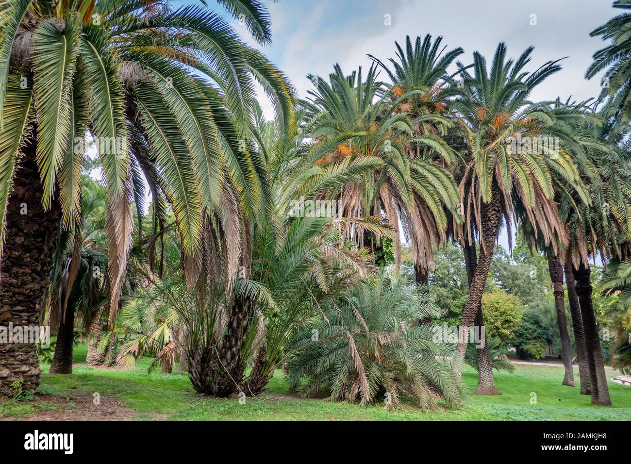 Palm trees in Botanical Garden in Trastevere, Rome Italy Stock Photo ...