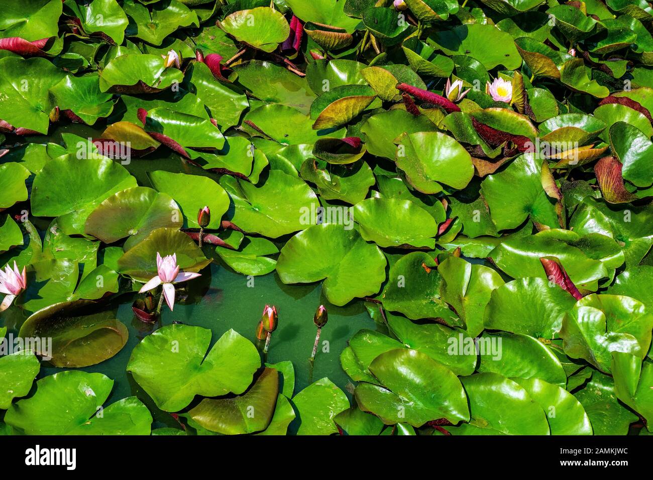 Leaves and flowers of the European white water lily, known also as ...