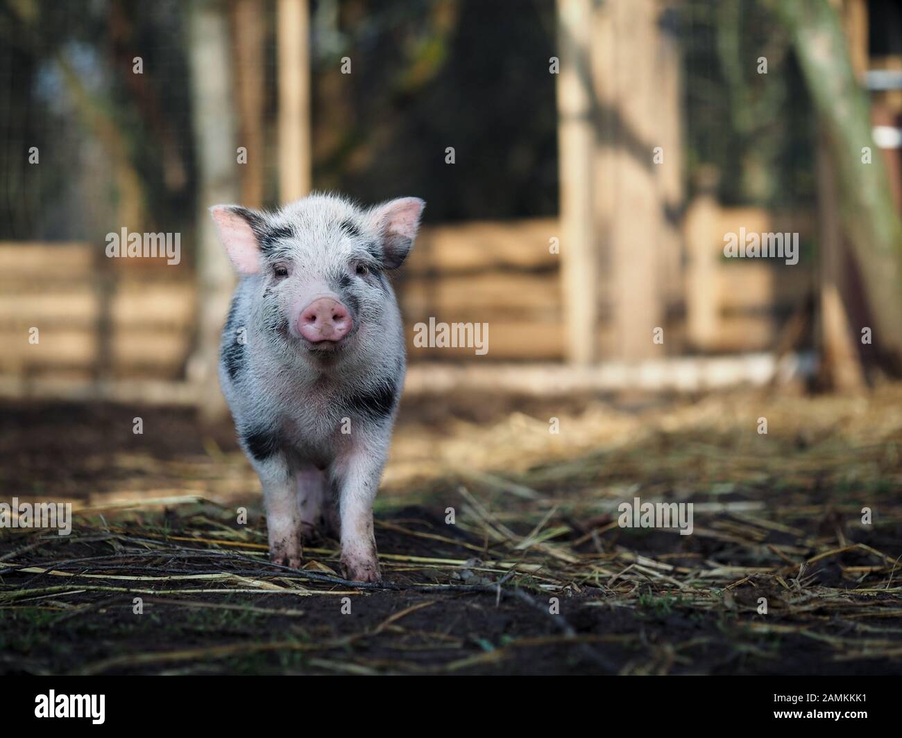 Cute little pig on the farm. Portrait of a spotted pig Stock Photo - Alamy