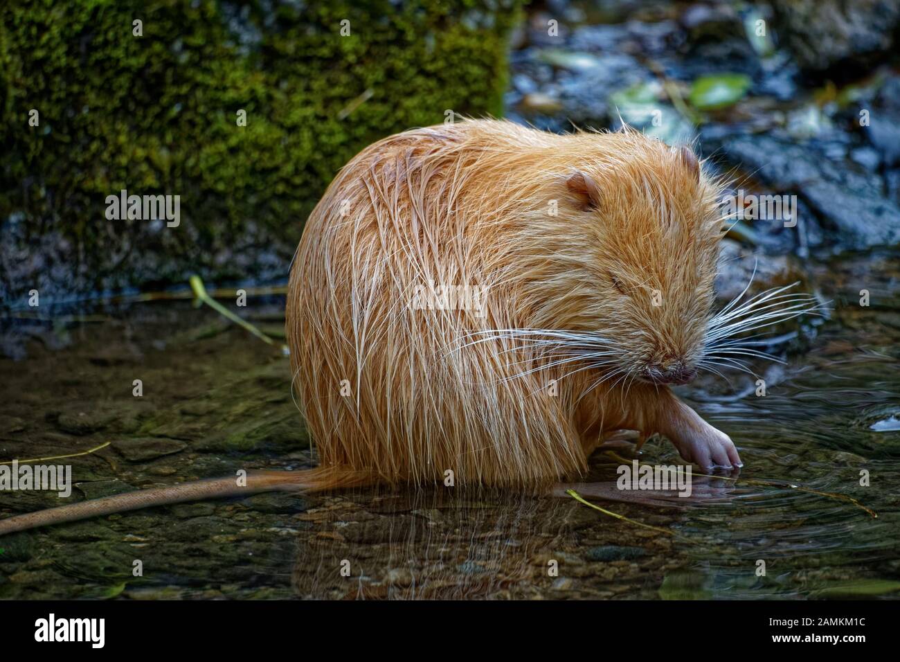 Grooming Rat High Resolution Stock Photography and Images - Alamy