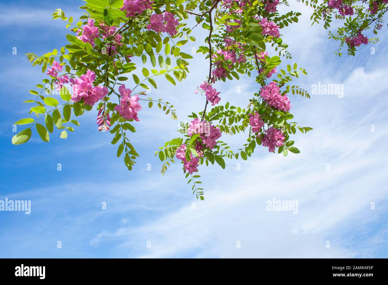 Acacia flowers in natural light hi-res stock photography and images - Alamy
