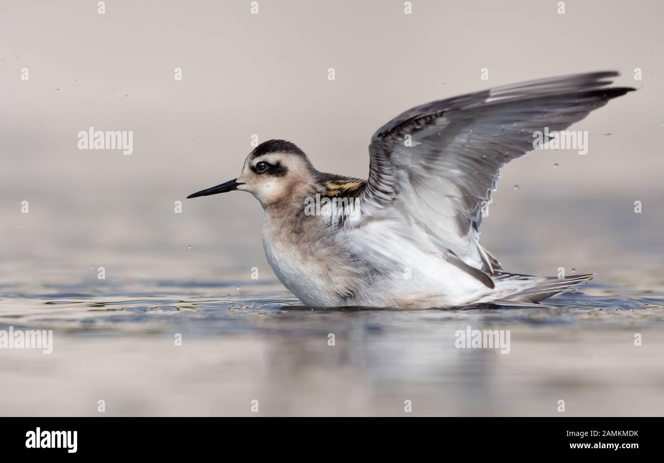 Red necked phalarope flight hi-res stock photography and images - Alamy