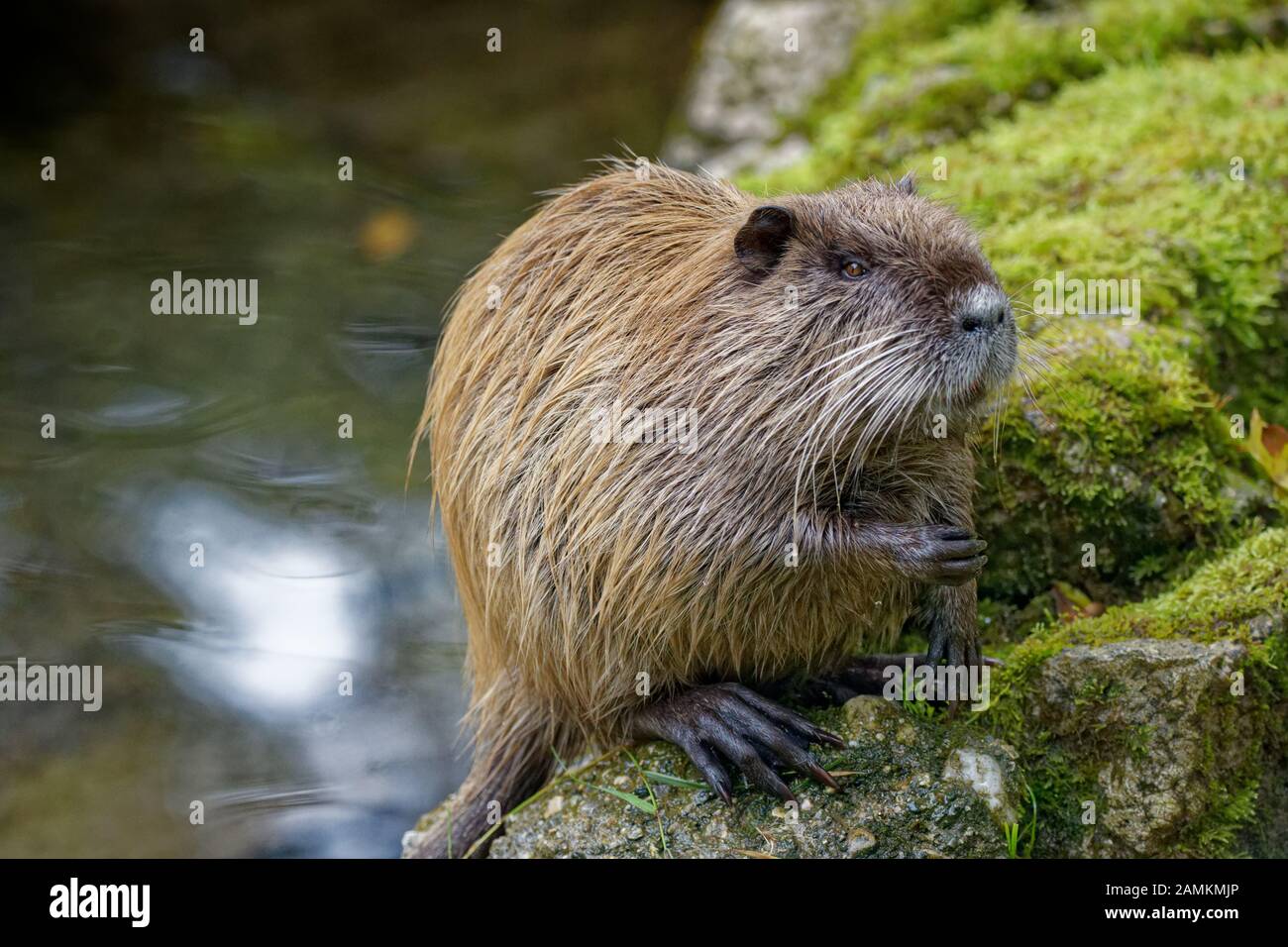 Beaver cleaning hi-res stock photography and images - Alamy