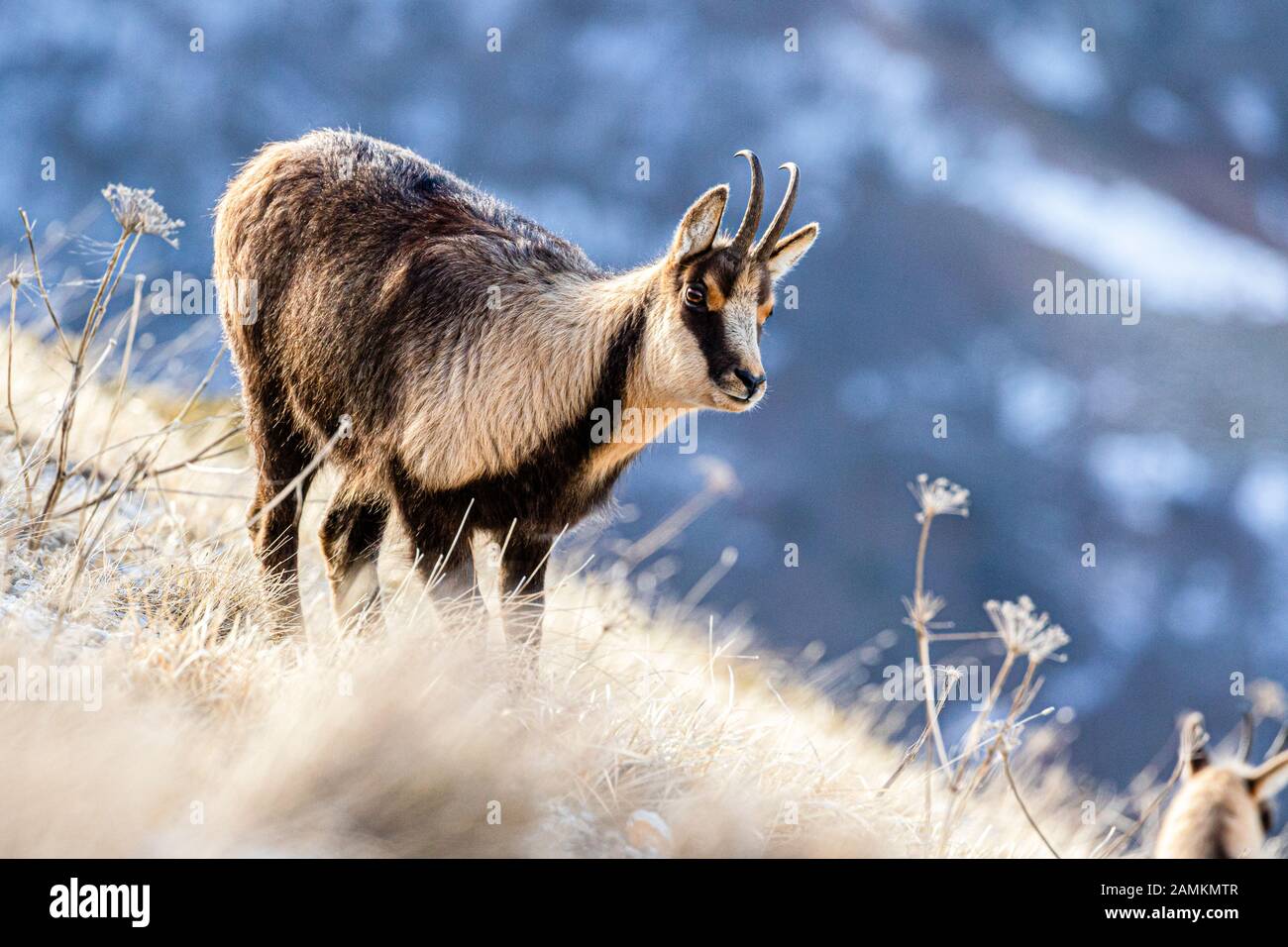Camoscio hi-res stock photography and images - Alamy
