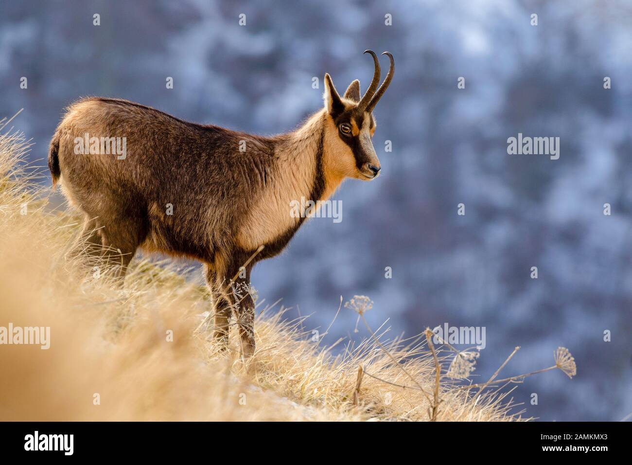 Camoscio hi-res stock photography and images - Alamy