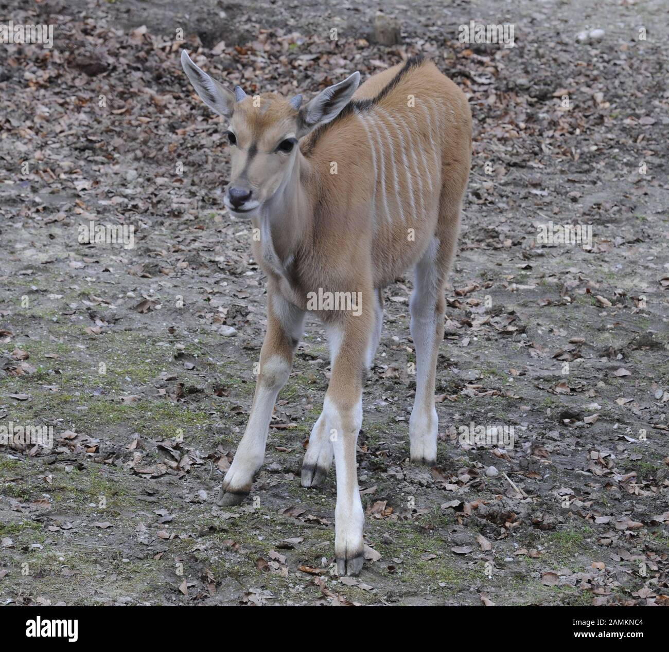 Young eland in the Munich zoo Hellabrunn. [automated translation] Stock ...
