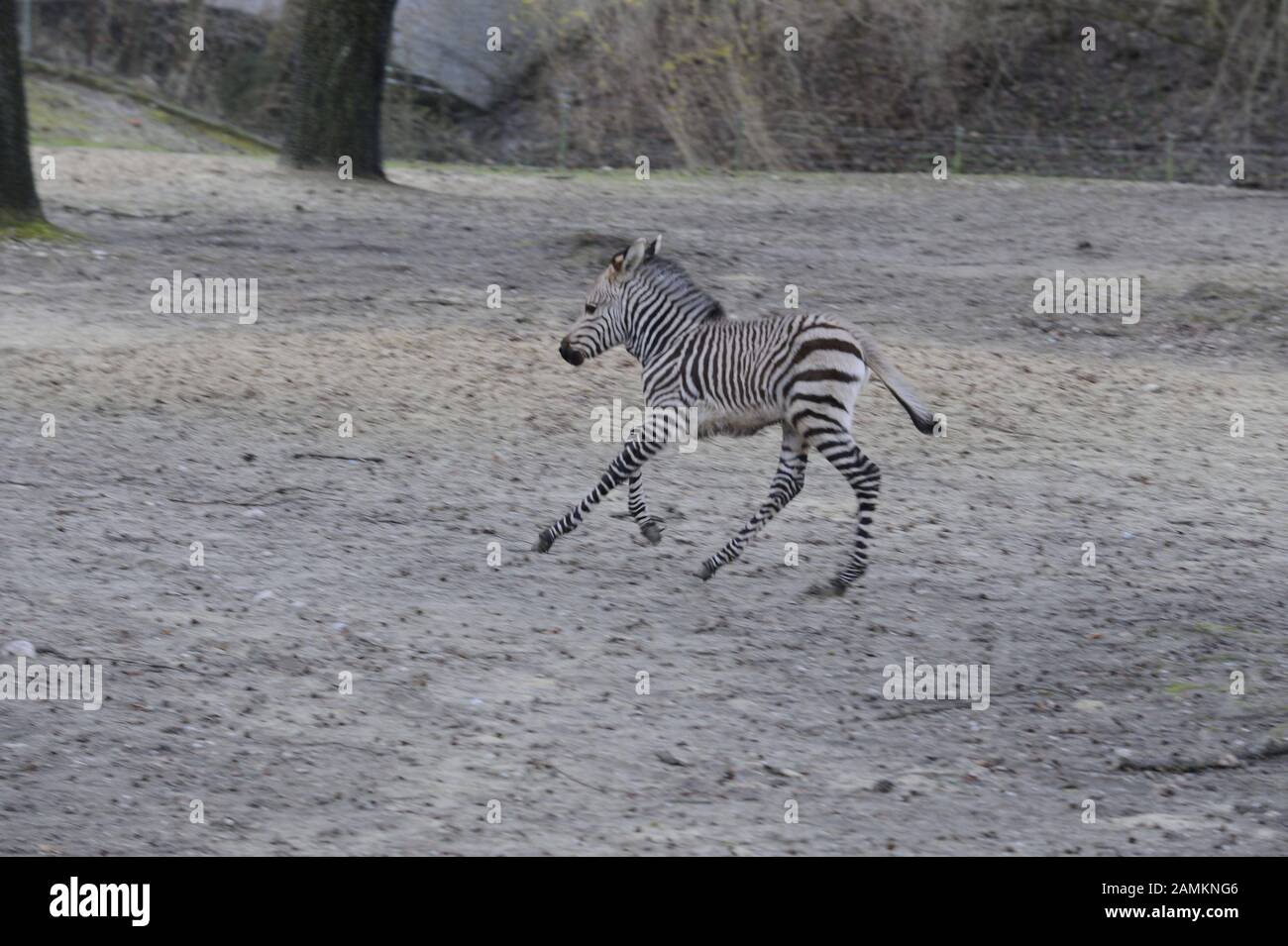 Newborn zebra cub in the Munich zoo Hellabrunn. [automated translation ...