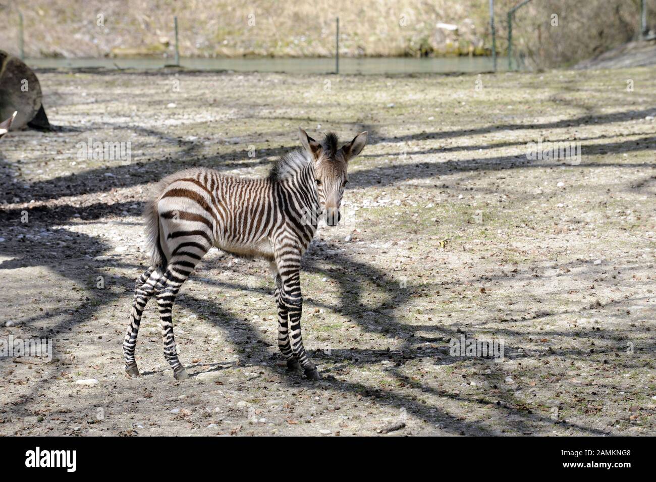 Newborn zebra cub in the Munich zoo Hellabrunn. [automated translation ...