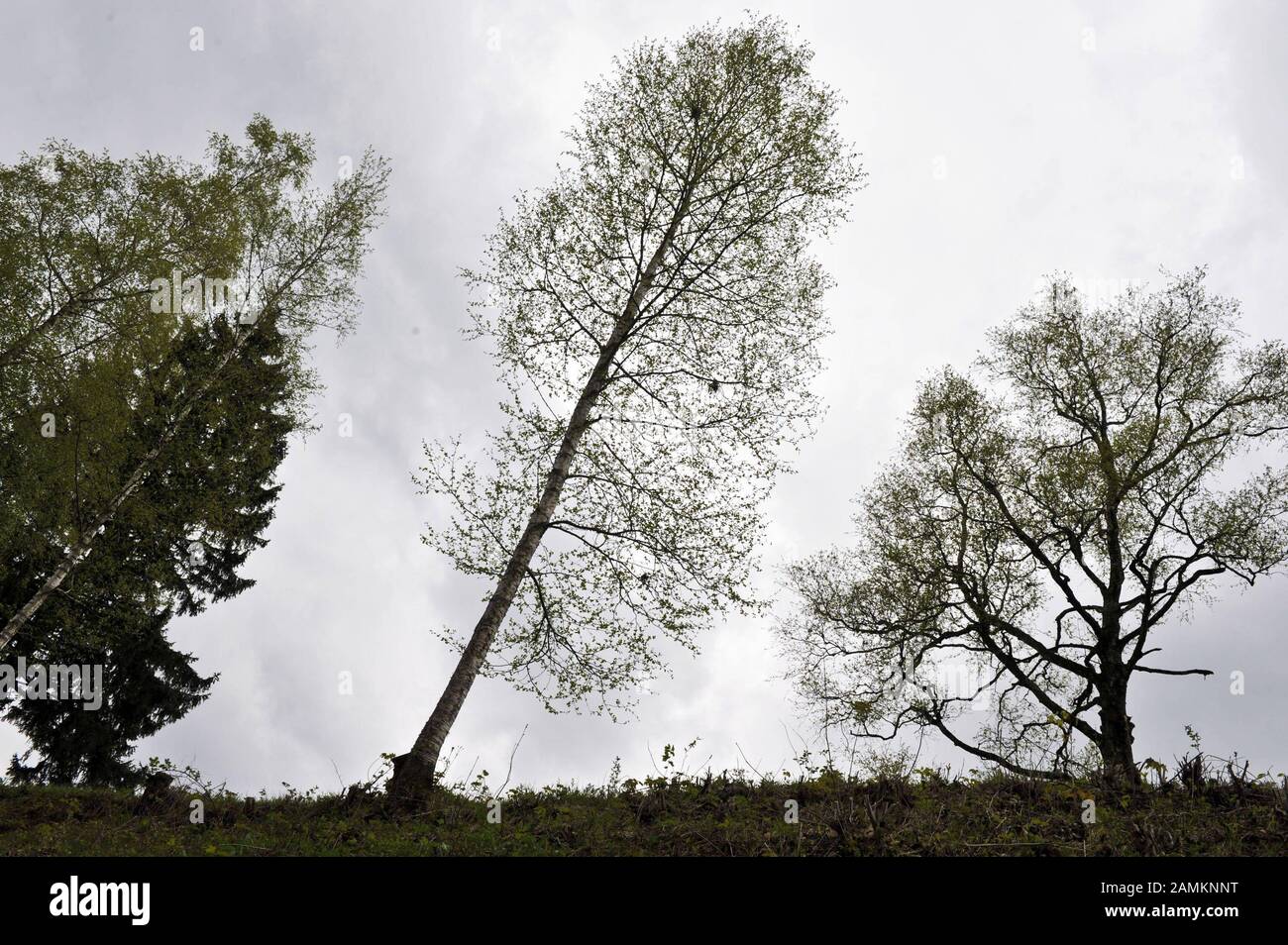 Tree cycle path around the Schliersee: in the picture trees at the ...