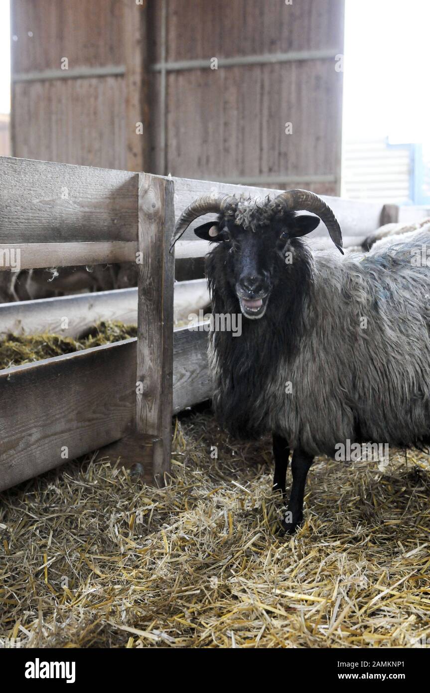 Sheep breeding farm hi-res stock photography and images - Alamy